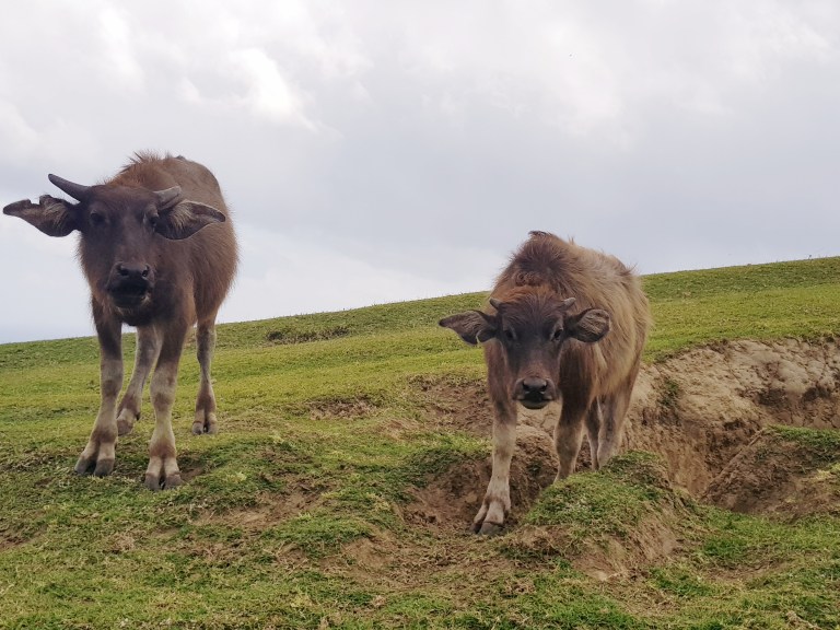 Is Batanes Worth Visiting? Definitely. And These Photos Remind Me Why ...