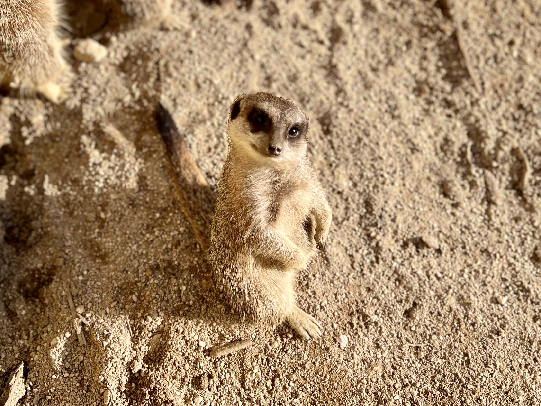 Top Animal Encounters at Cotswold Wildlife Park – When King Writes